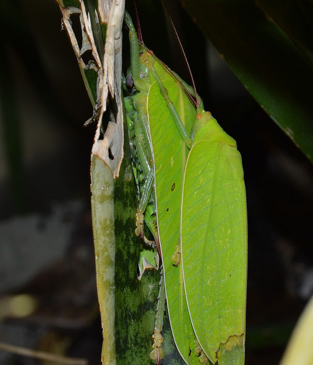 Chloracris cf. prasina Paarung - saltatoria.info - Haltung und Zucht ...