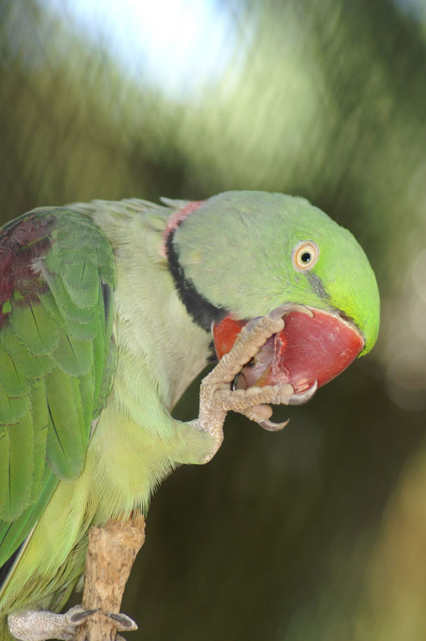 Grosser Alexandersittich - edelsittichs jimdo page!