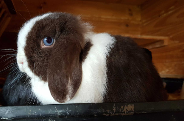 Zaloppis - Mini Lops - Zaloppis - Danis-Kuschelbande