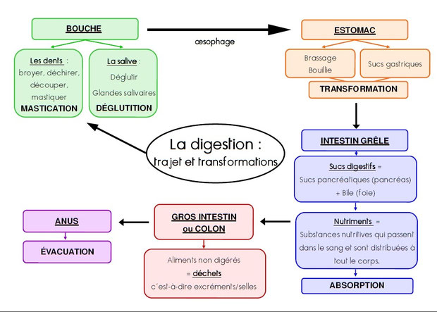 LA DIGESTION - laclasse2delphine