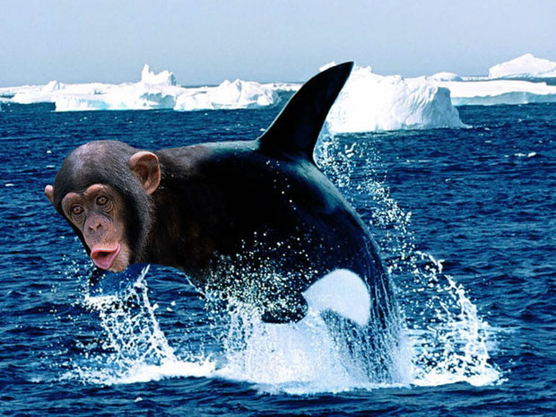 GA8 - Photos - Animal Combos (Term 4) - Miss Koppejan: CMS Computers