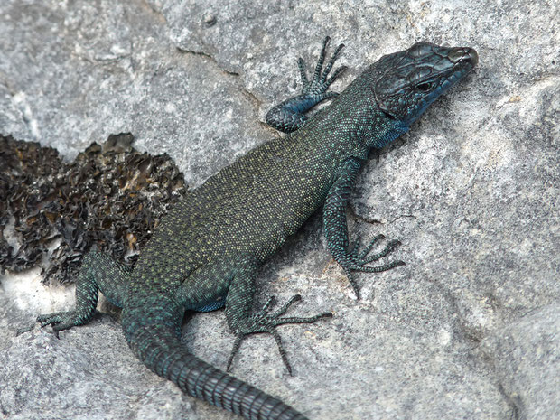 Echsen - Die Vielfalt der Herpetofauna Europas in Bildern