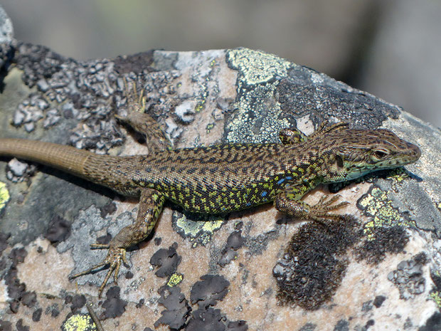 Echsen - Die Vielfalt der Herpetofauna Europas in Bildern