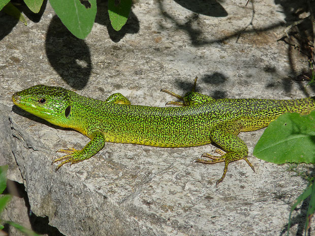 Echsen - Die Vielfalt der Herpetofauna Europas in Bildern