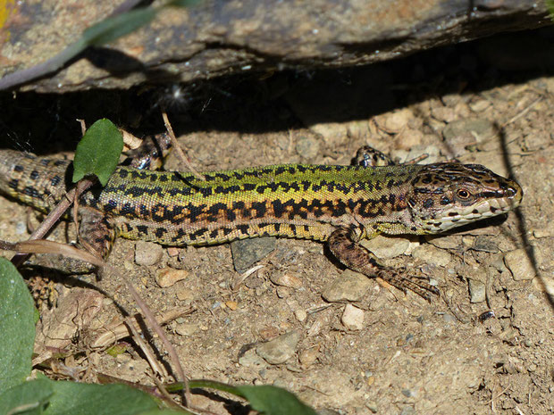 Echsen - Die Vielfalt der Herpetofauna Europas in Bildern