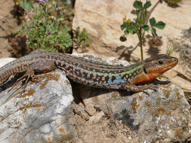 Echsen - Die Vielfalt der Herpetofauna Europas in Bildern