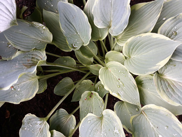 Hostas mit Anfangsbuchstaben D - Hosta - Hostafreund