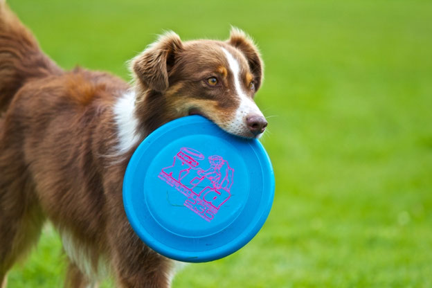 Nachzucht - Leos Eternal Norfleet Paint Horse Hengst All Around Pferde ...