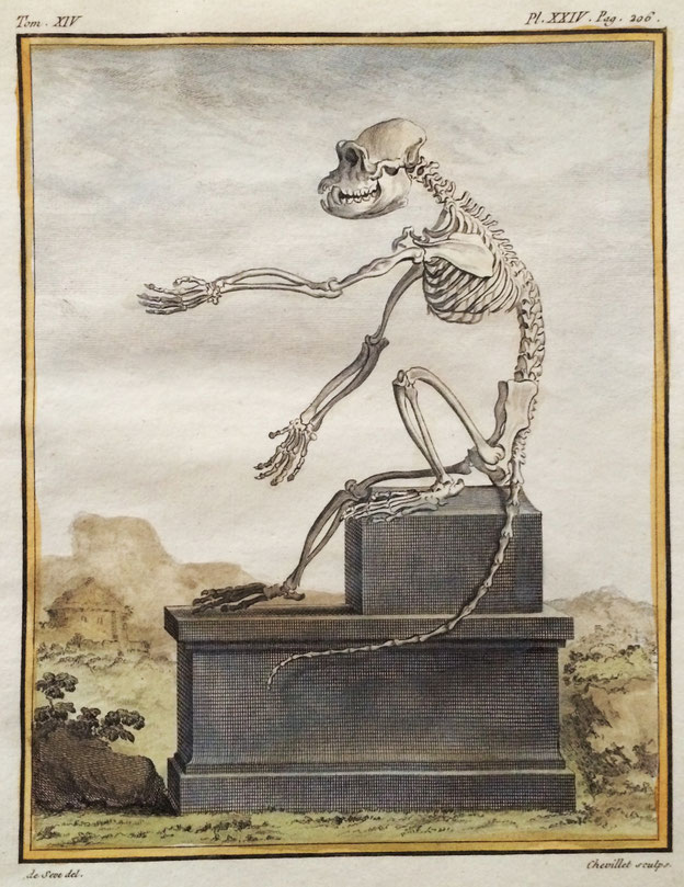 Georges-Louis Leclerc (1707-1788). Conde de Buffon - Gabinete del Grabado