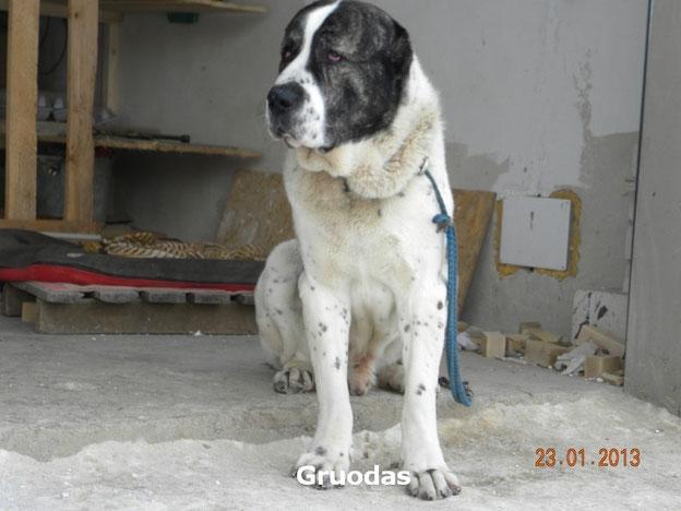 S - Website of alabai-gruodas!