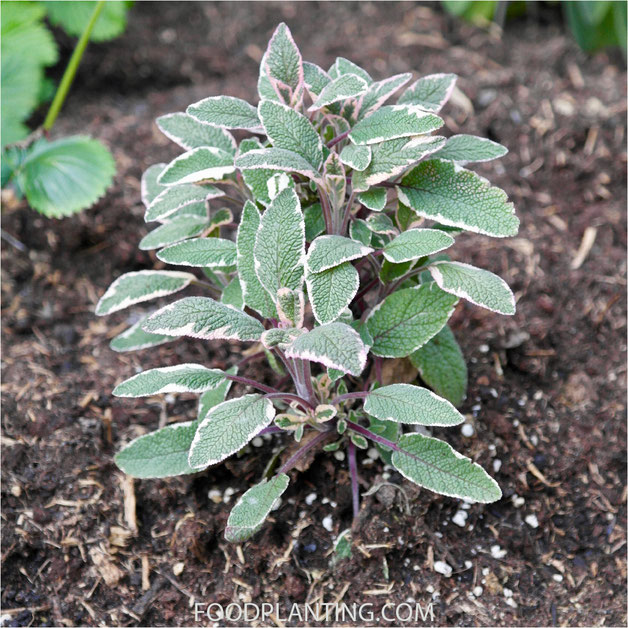 De kruidentuin: Het kweken van salie (Salvia officinalis ...