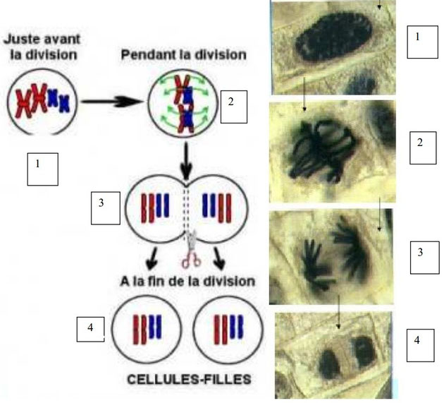 Chapitre 3: division cellulaire et transmission de l'information génétique - Site de cours de ...