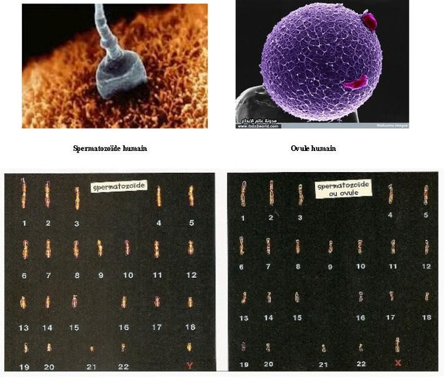 Chapitre 3: division cellulaire et transmission de l'information ...
