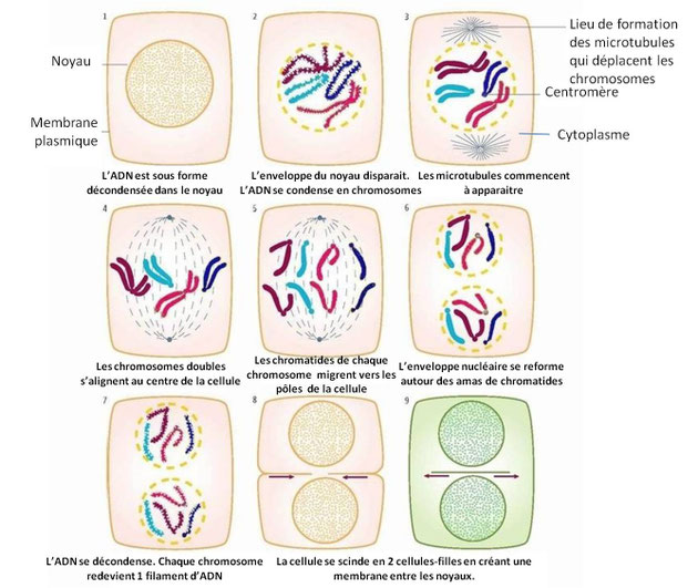 Chapitre 3: division cellulaire et transmission de l'information ...
