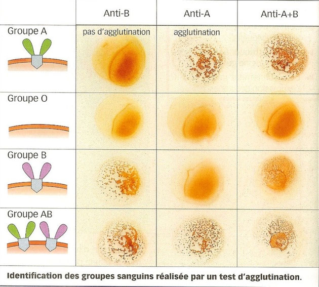 Chromosomes et information héréditaire - Site de cours de collège et ...