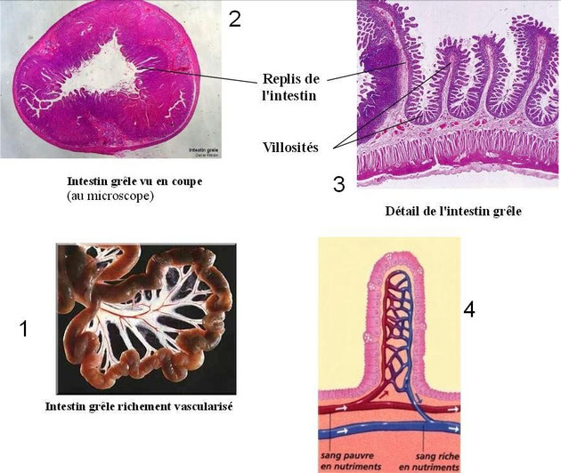 Chapitre 4: l'approvisionnement du sang en nutriments - Site de cours ...