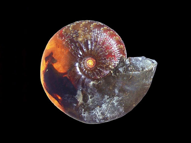 Un ammonite nos muestra sus tejidos blandos en tres dimensiones ...