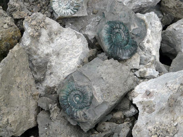 Los ammonites verdes de Gräfenberg. - Ammonites. Guía de los ...