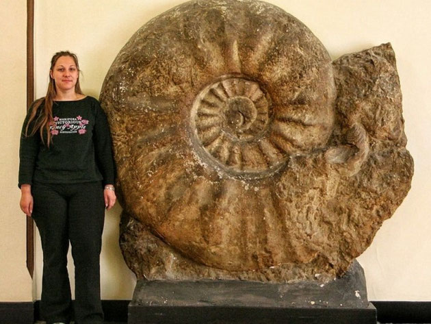 Parapuzosia; el gigante de los ammonites. - Ammonites. Guía de los ...