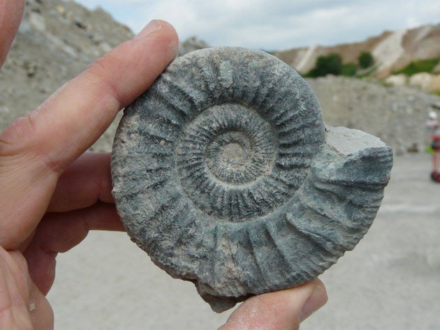 Los ammonites verdes de Gräfenberg. - Ammonites. Guía de los ...