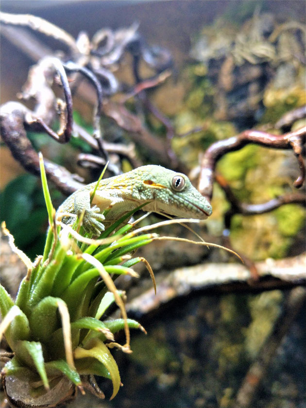 Eurydactylodes agricolae - Bauers Chamäleon Gecko - Sauriakeller ...