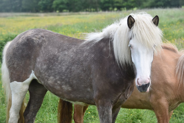 Unsere Nachwuchsstuten - Islandpferde vom Holtdorftal