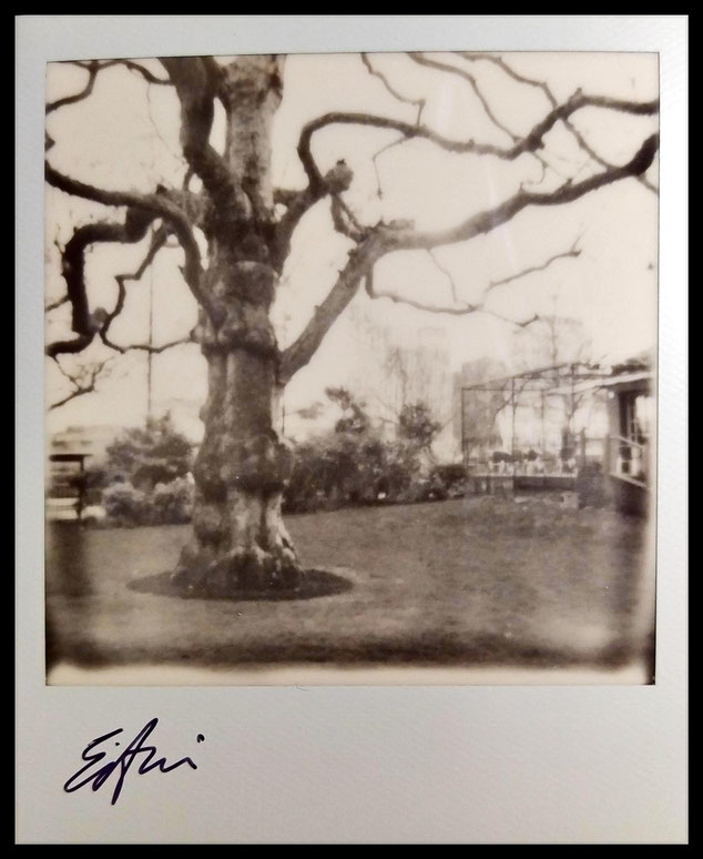 Polaroids - Eifion Evans Artist