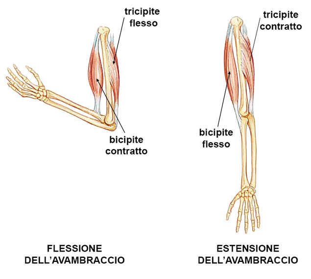 Muscoli Del Braccio Umano Etichettati