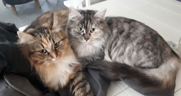 Wie zijn wij? - De website van catteryfelidos!