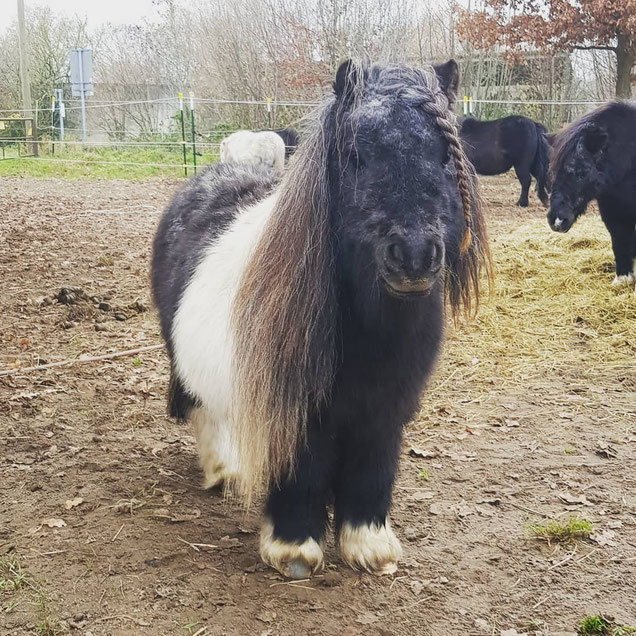 Unsere Ponys - ulme-ponys Webseite!