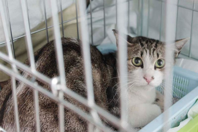 水戸猫のTNR - capinシェルター里山日記。