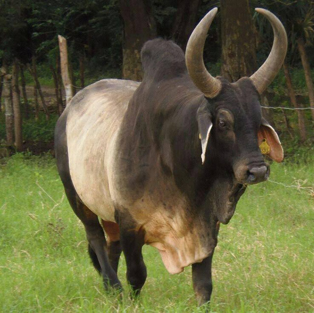 GUZERAT - ALTA GENETICS, SEMEX, CRI, ST GENETICS, ABS, SELECT SIRES