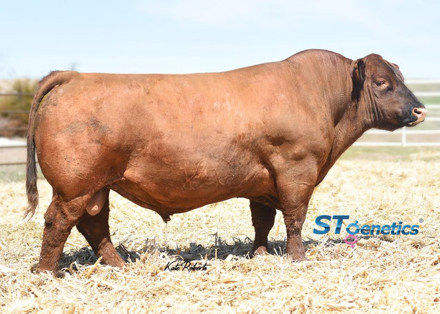 ANGUS ROJO - ALTA GENETICS, SEMEX, CRI, ST GENETICS, ABS, SELECT SIRES