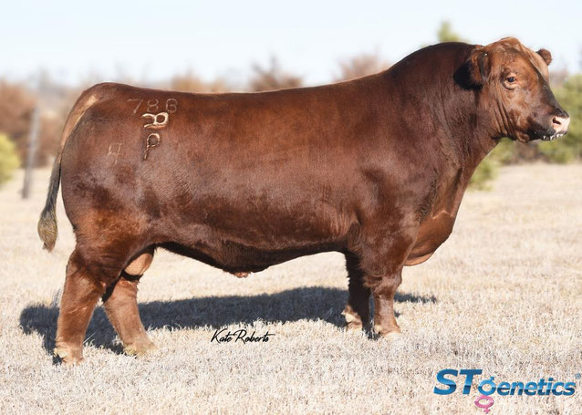 ANGUS ROJO - ALTA GENETICS, SEMEX, CRI, ST GENETICS, ABS, SELECT SIRES