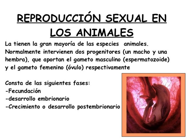 Reproducción en los animales - Página web de aprendecmiguel