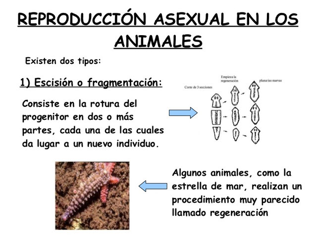 Reproducción en los animales - Página web de aprendecmiguel