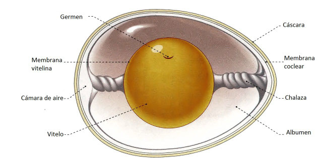 La reproducción - Página web de bioamerica6