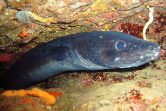 PESCI DEL MEDITERRANEO - PESCHERIA ARBULLA