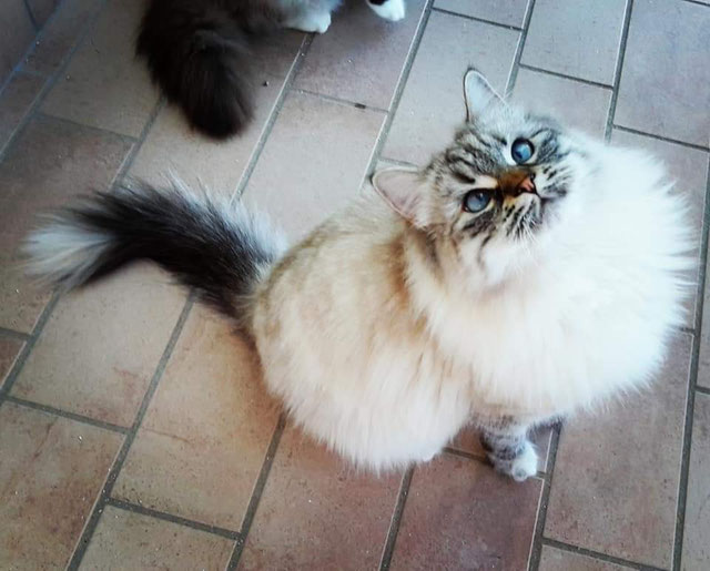 SEAL TORTIE/TORBIE POINT - CUCCIOLI GATTO SIBERIANO DISPONIBILI