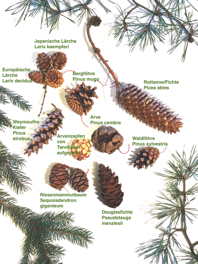 Zapfenrätsel - Botanik Exkursionen