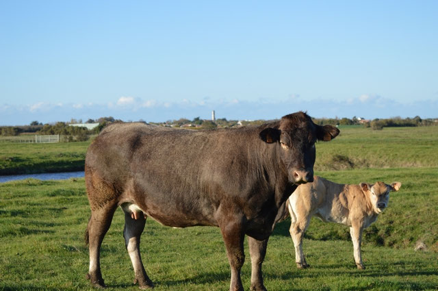Vache Bazadaise - Vente à la ferme viande bovine île d'Oléron