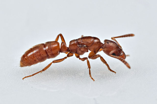 Cryptopone ochracea (Mayr, 1855) - Mirmecología