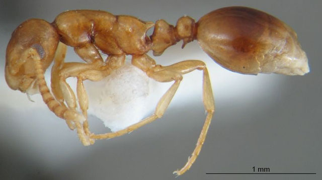 Formicoxenus nitidulus (Nylander, 1846) - Mirmecología