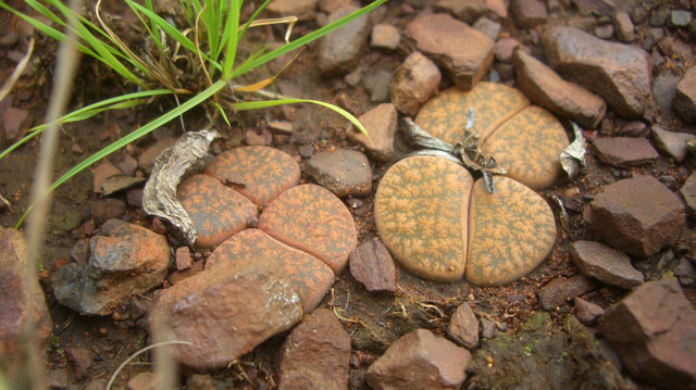 The Book - Wild Lithops