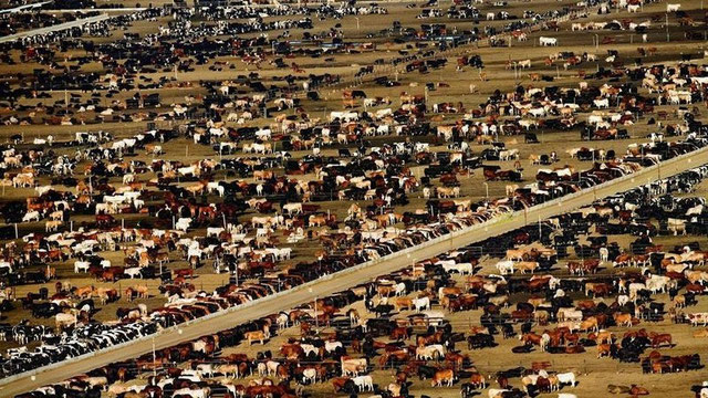 Qu'est-ce qu'un élevage intensif? - Site de ahalavache