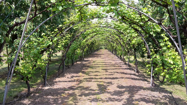 Kersenboomgaard 'de Knapschinkel' - De website van oosteromkersen!