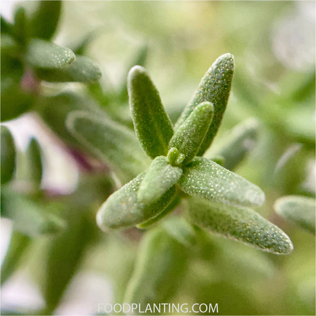 De kruidentuin: Het kweken van tijm (Thymus vulgaris) - foodplanting.com