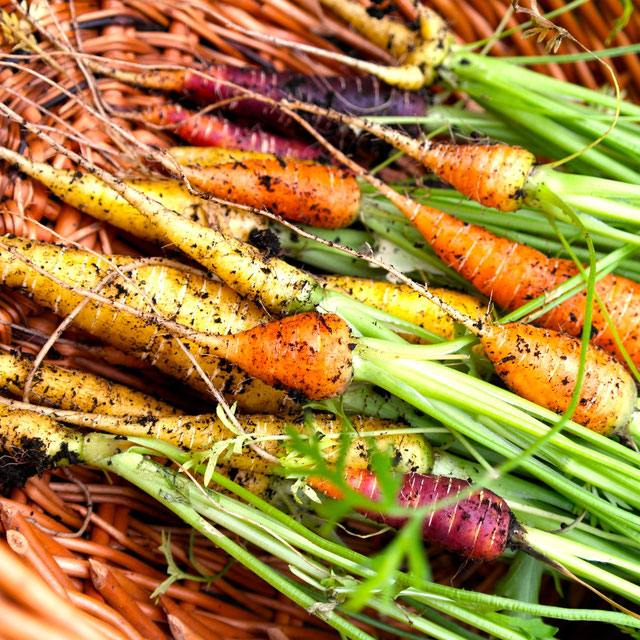 Succesvol Kweken Van Wortels In De Tuin En In Pot - foodplanting.com