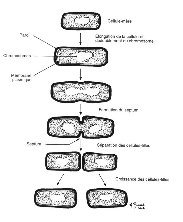 Risque infectieux et protection de l'organisme - Site de cours de ...