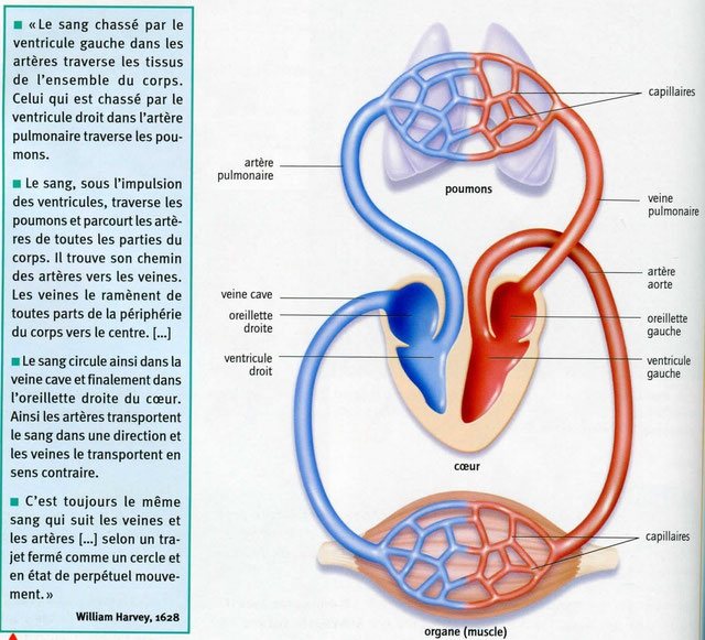 Chapitre 6: la circulation du sang - Site de cours de collège et lycée ...